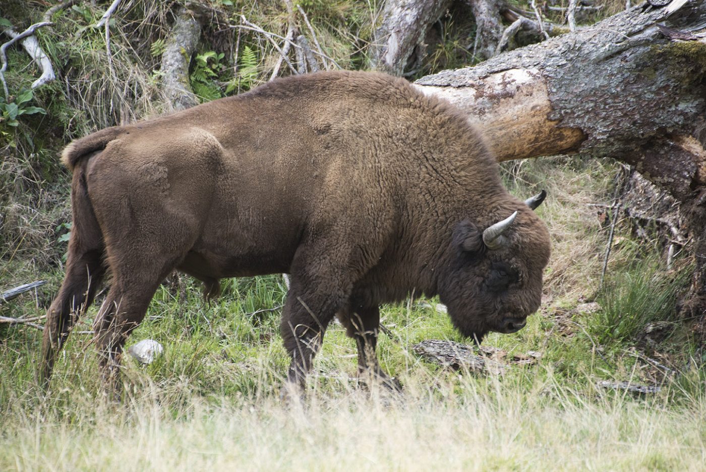 Wisent-Bulle – ustra-fotografie